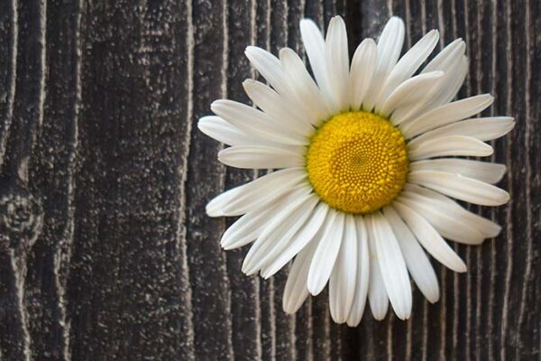 3D Daisy Wall Paper - Magic Decor