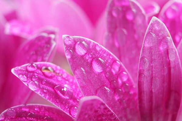 Pibk Dew - Magicdecor®