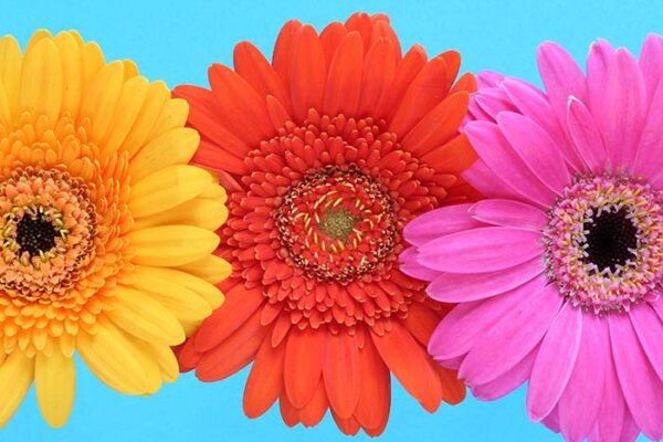 Floral View - Magicdecor®