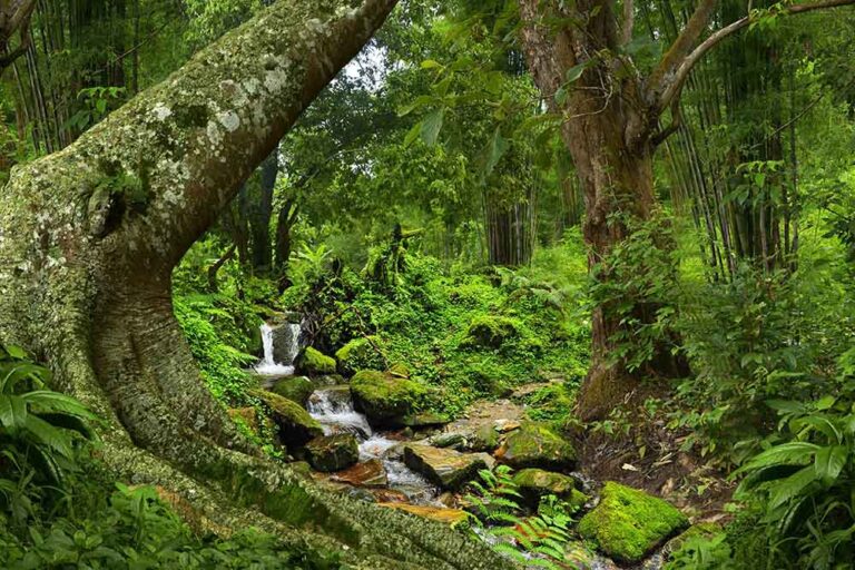 Tree Trunk Water - Magicdecor®