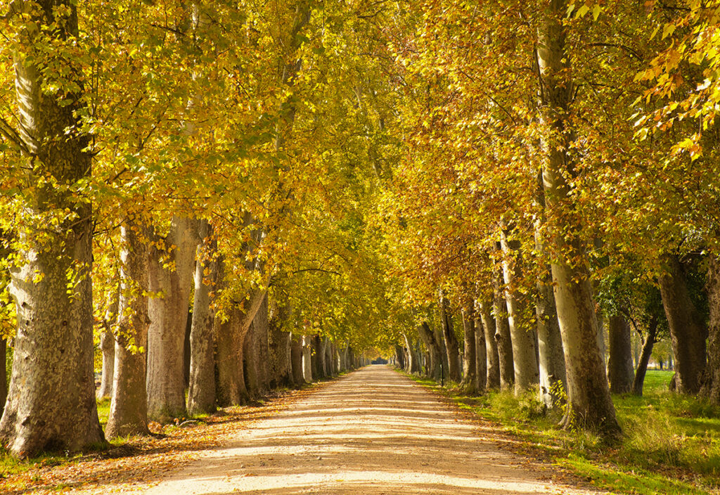 Trees in a Symmetrical Way Wallpaper for Walls - Magic Decor