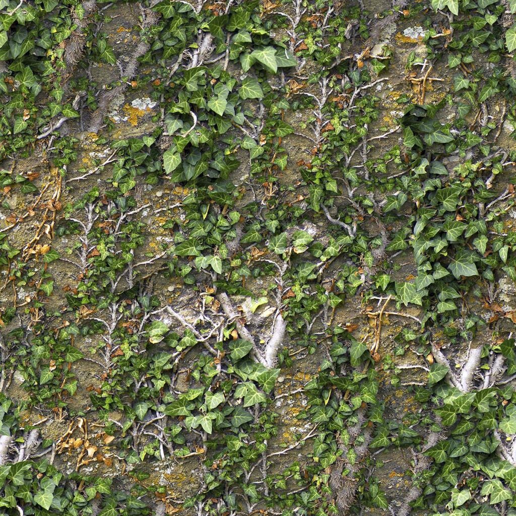 A wall covered with ivy - Magic Decor