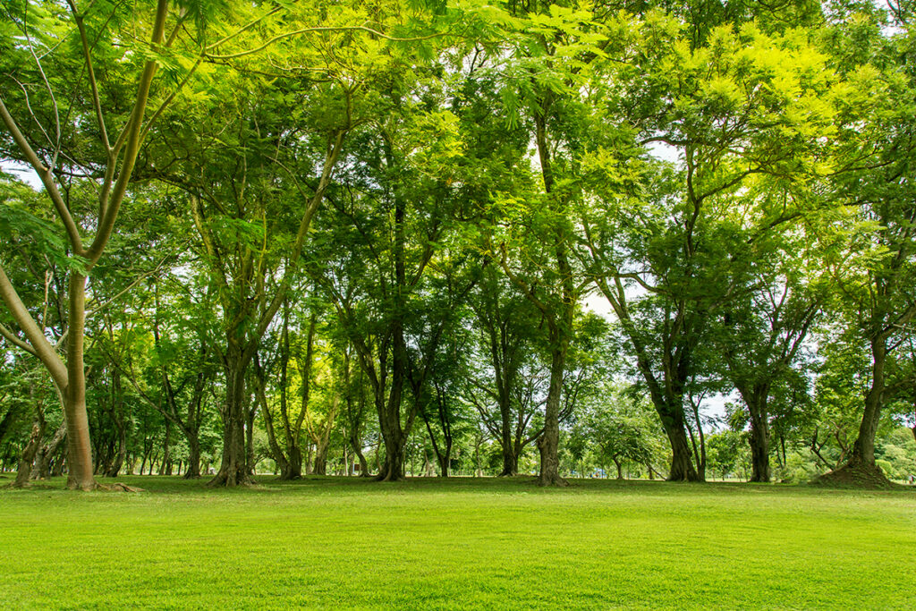 A green grass field with trees - Magicdecor®
