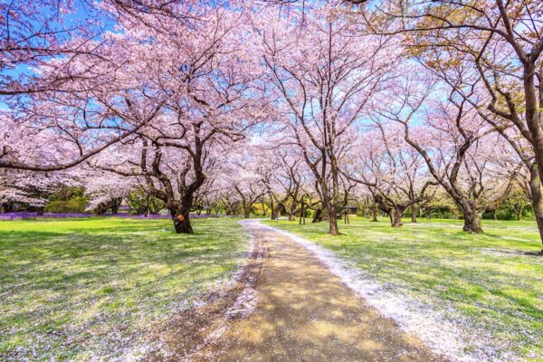 A path with pink flowers on trees - Magicdecor®