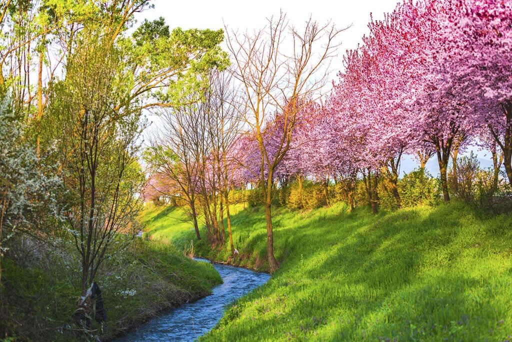 A stream running through a grassy area with trees - Magicdecor®
