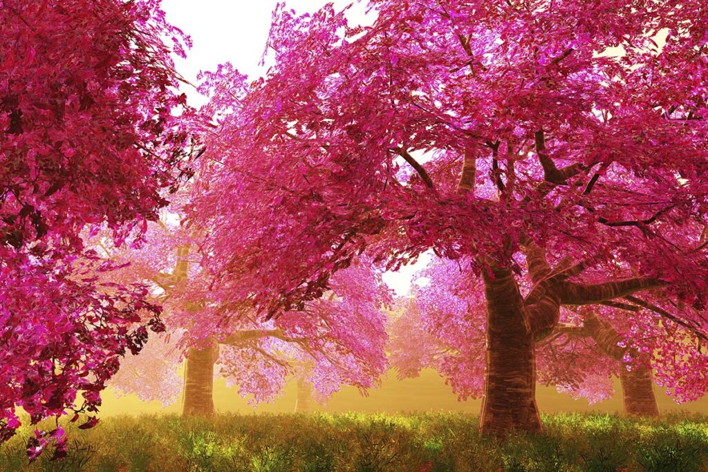 A group of pink trees - Magicdecor®