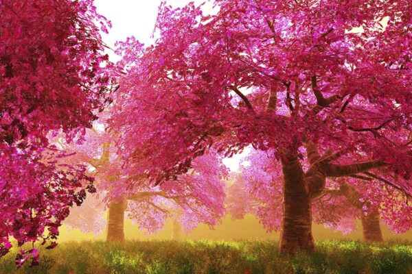A group of pink trees - Magicdecor®