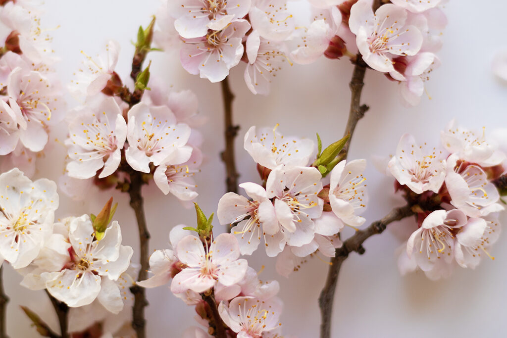 A group of pink flowers on a branch - Magicdecor®