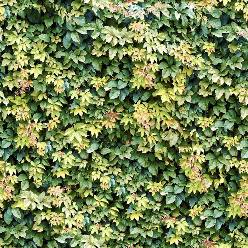 Realistic Wall of Green Leaves Wallpaper - Magic Decor
