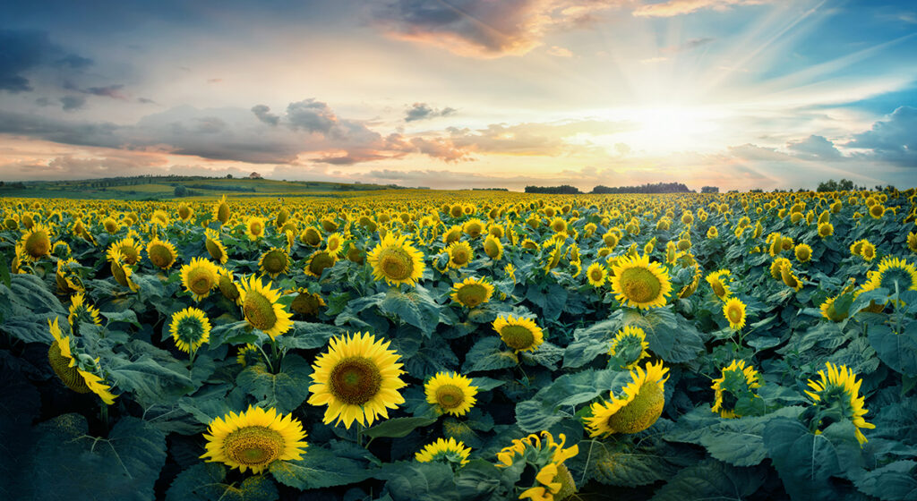 A field of sunflowers with the sun shining through the clouds - Magicdecor®