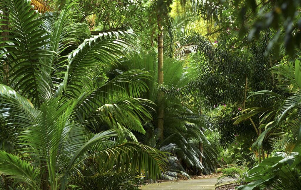 A path through a tropical forest - Magicdecor®
