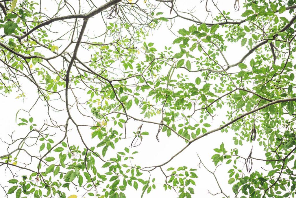 Tree Branches With Green Leaves Wallpaper for Ceiling - Magicdecor®