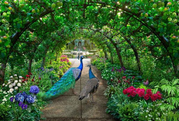 Peacock in Garden Wallpaper - Magicdecor®