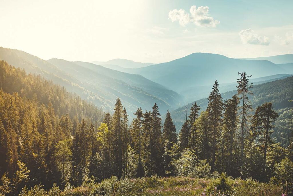 Landscape of Forest and Mountains Wallpaper - Magicdecor®