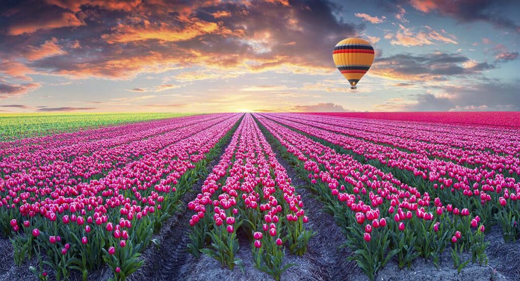 Beautiful Tulip Farm Wallpaper for Wall - Magicdecor®