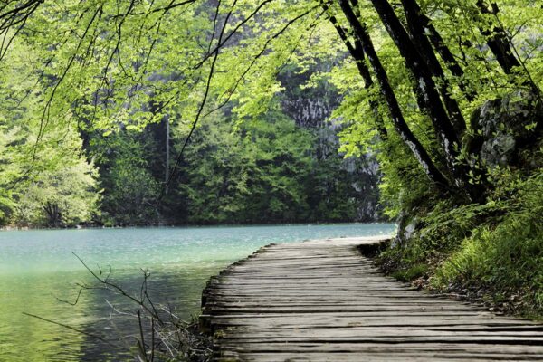 A wooden path leading to a body of water - Magicdecor®