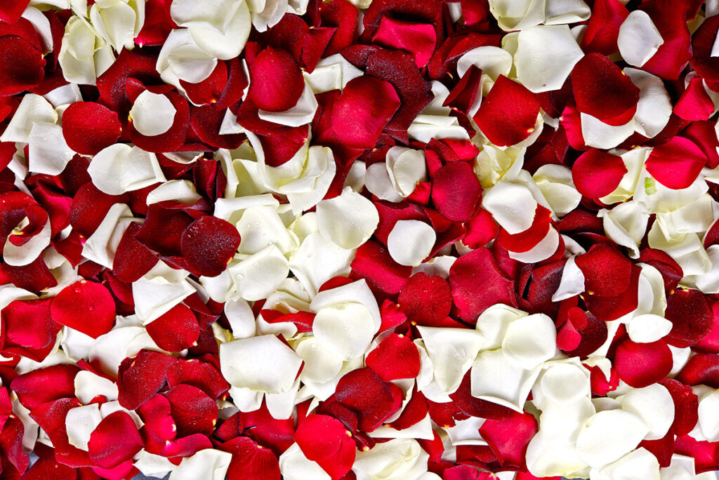 A pile of red and white rose petals - Magicdecor®