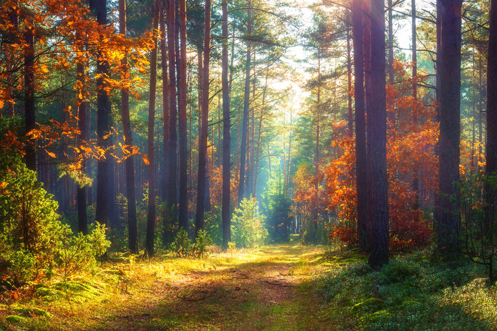 A path through a forest with trees and grass - Magicdecor®