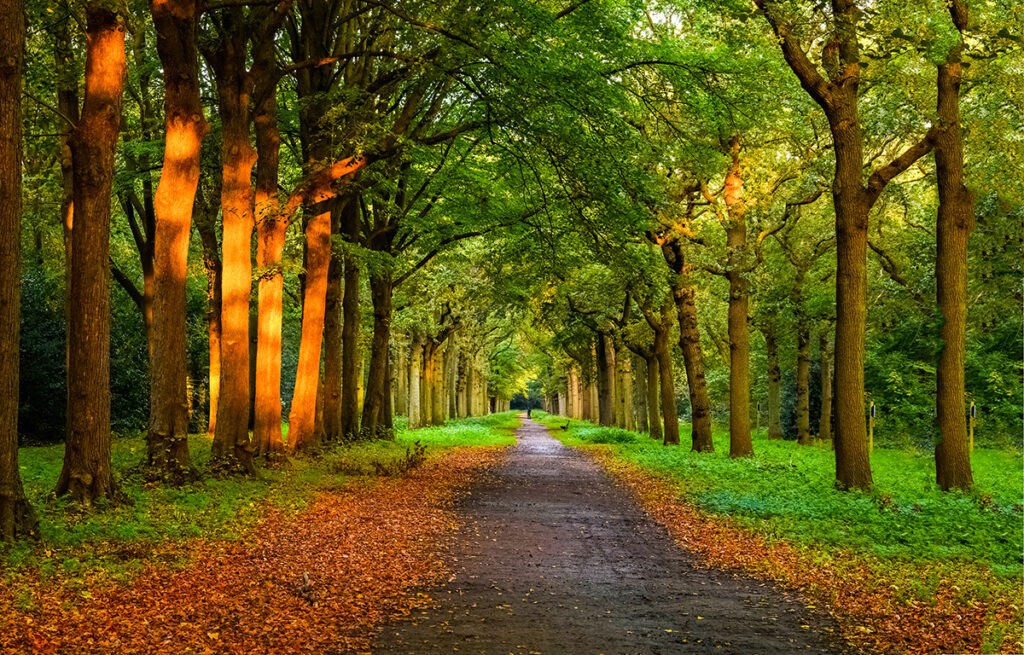A path with trees and grass wallpaper - Magicdecor®