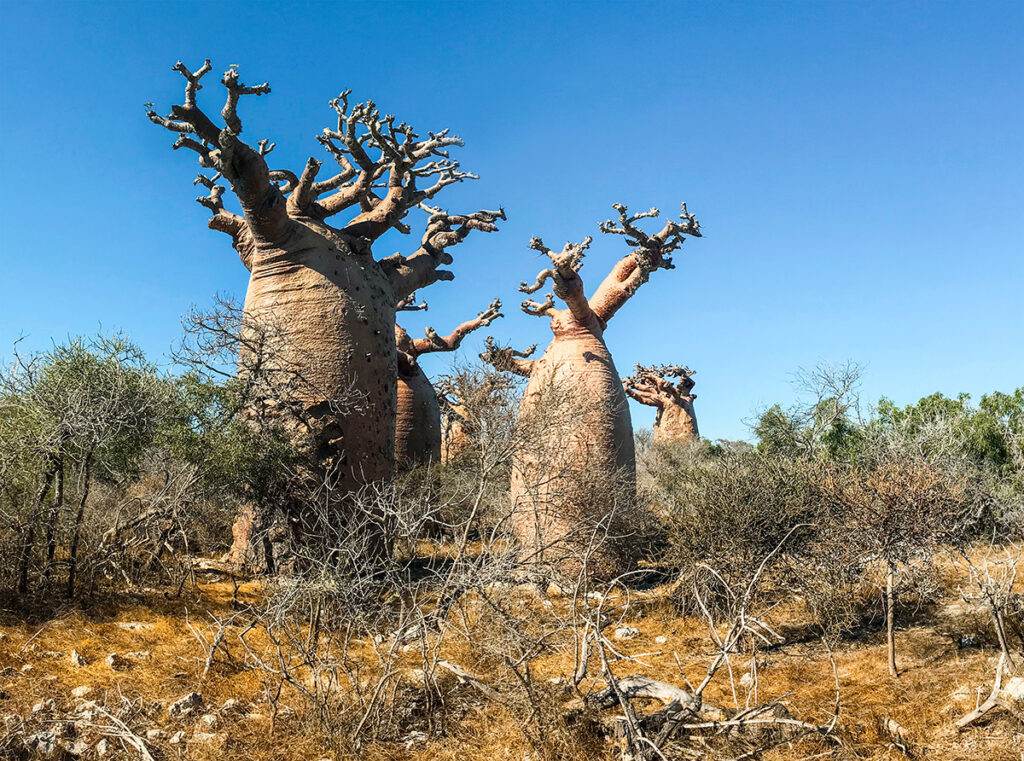 A group of trees with branches - Magicdecor®