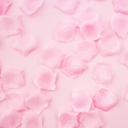 Pink Rose Petals Wallpaper for Walls - Magicdecor®