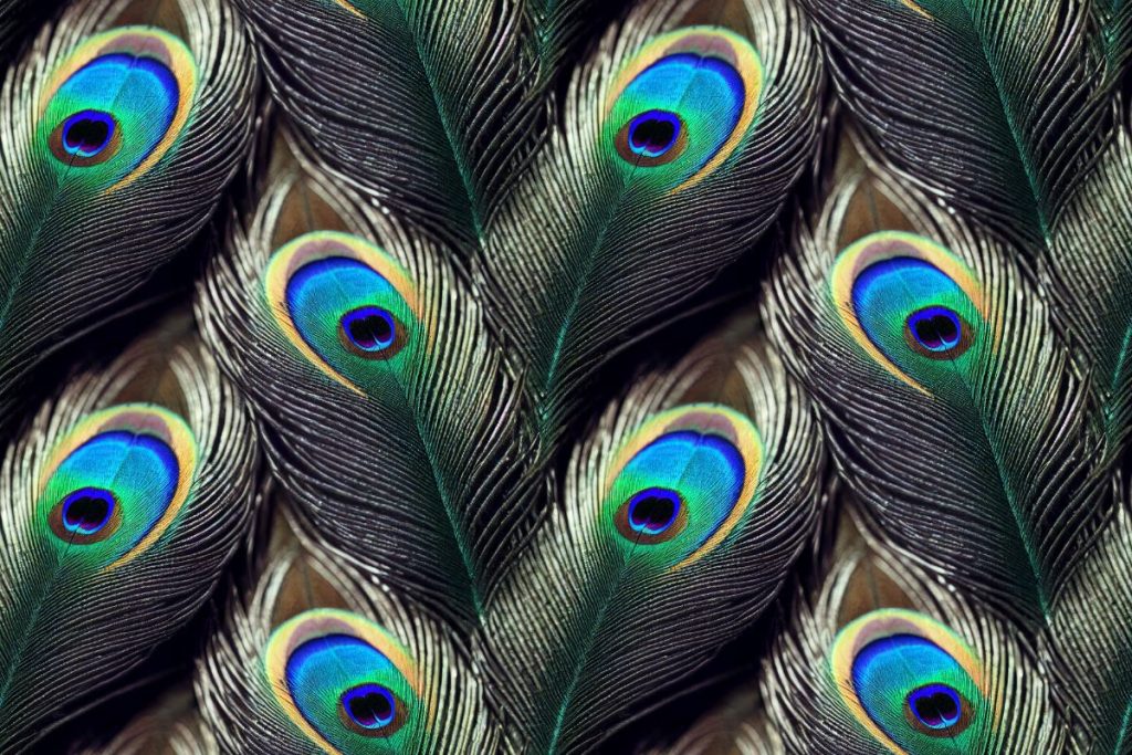 Mor Pankh Wallpaper for Wall, Natural Look - Magicdecor®