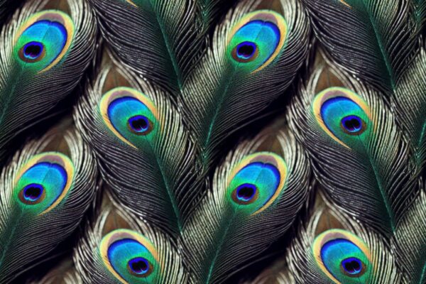 Mor Pankh Wallpaper for Wall, Natural Look - Magicdecor®