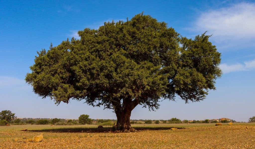 Green Argan Tree Wallpaper for Wall - Magicdecor®