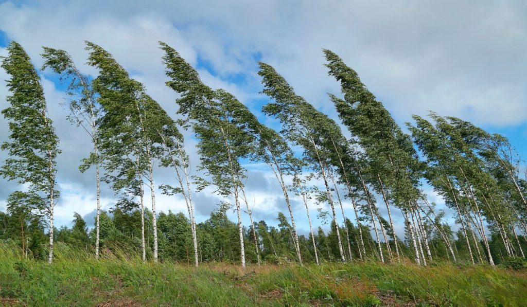 Winds Bending Birch Trees Wallpaper for Wall - Magicdecor®