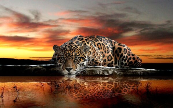 3D Mighty Leopard Wallpaper for Wall - Magicdecor®