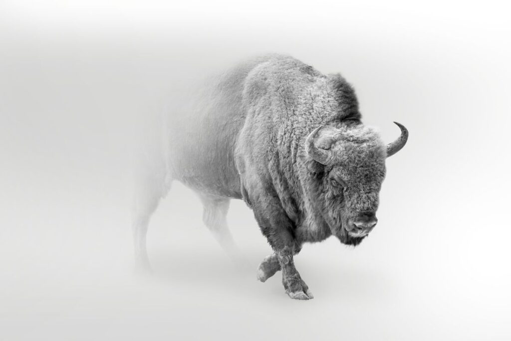 Bison Majesty in Mist Wallpaper Mural - Magicdecor®