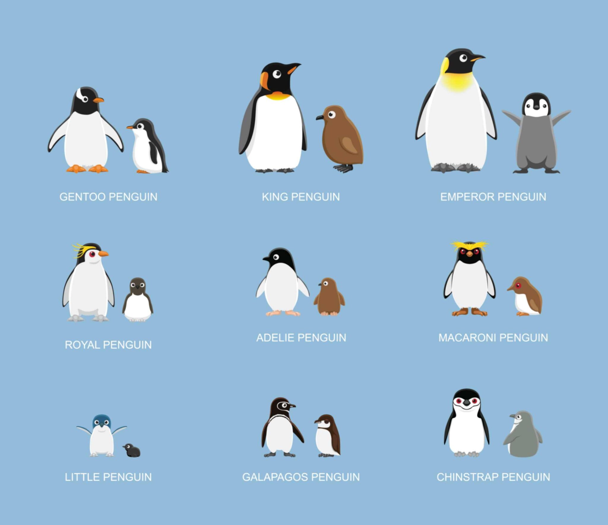 Different Types of Penguin Wallpaper Mural - Magicdecor®