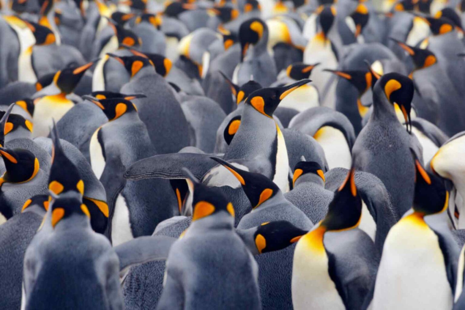 Wallpaper Mural of Group of Penguins - Magicdecor®