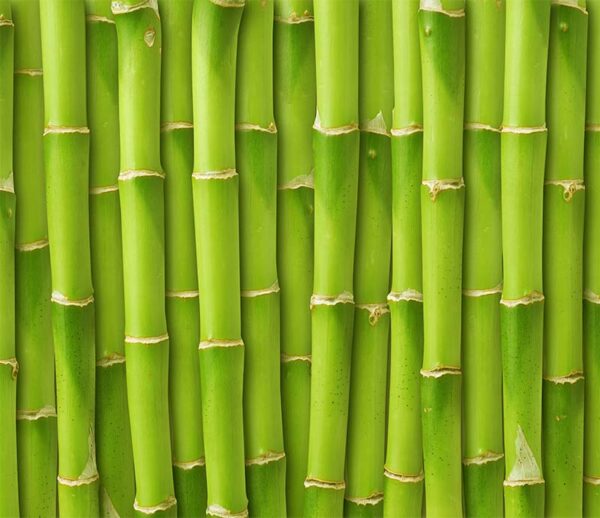 Light Green Bamboos Wallpaper Mural - Magic Decor
