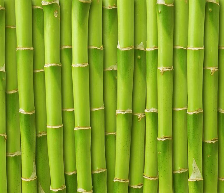 Light Green Bamboos Wallpaper Mural - Magic Decor