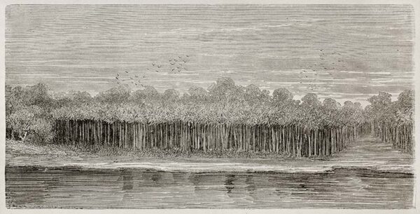 Amazon River Bank Vegetation Wallpaper Mural - Magicdecor®