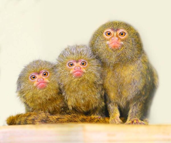 Pygmy Marmoset Family Amazon Animal Wallpaper Mural - Magicdecor®