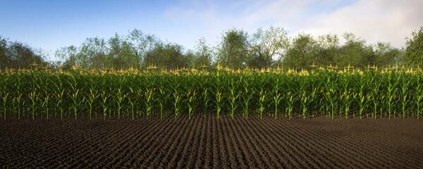 Prakritik, Serene Corn Field Wallpaper Mural - Magicdecor®