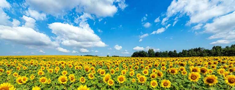 Suryamukhi, Beautiful Sunflower Field Scenery Wallpaper Mural - Magicdecor®