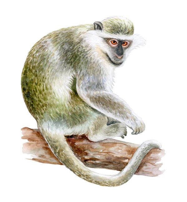 Realistic Watercolor Painting of Sabaeus Monkey Wallpaper Mural ...