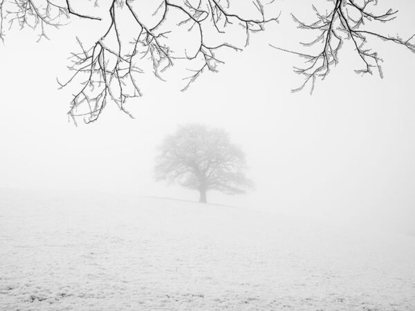 Derakht, The Aesthetic Lone Tree Wallpaper Mural - Magicdecor®